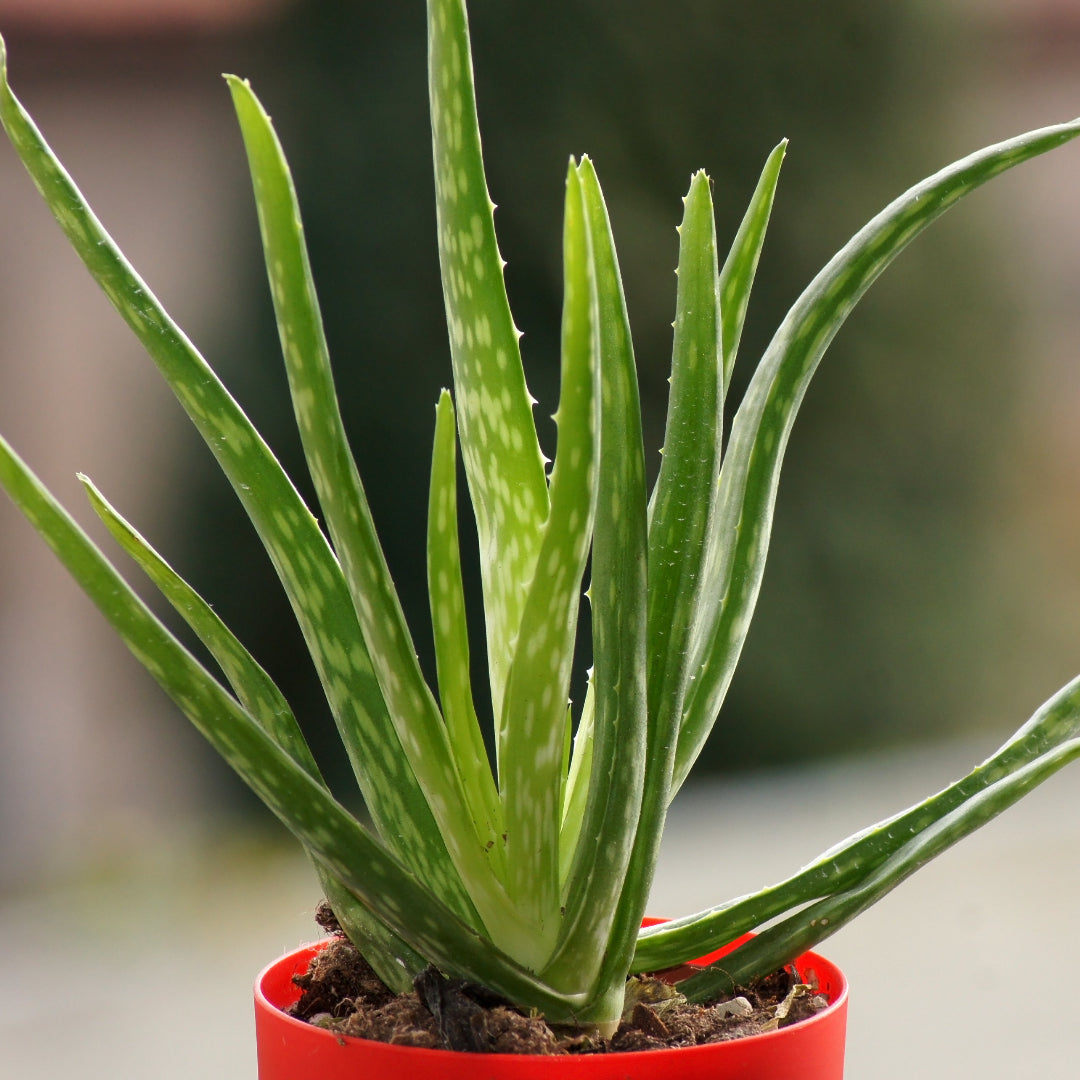 Aloe Vera – Wild & Son