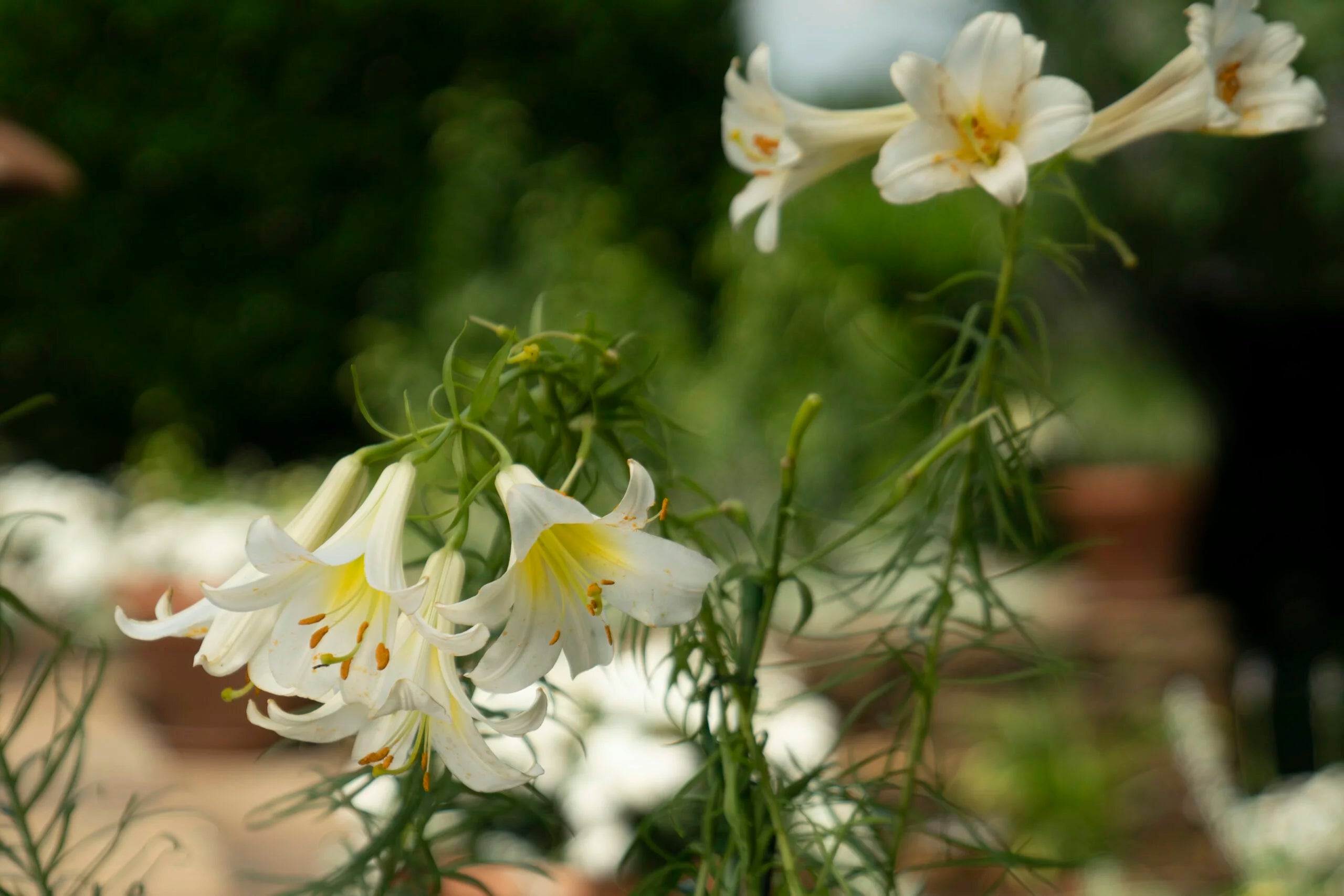 Lilies 101: A Guide to Growing Lilies – Wild & Son