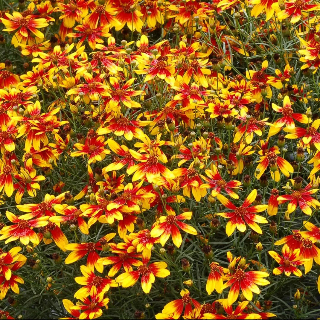 Shop Coreopsis | Long-Blooming Sun Perennials | Wild & Son