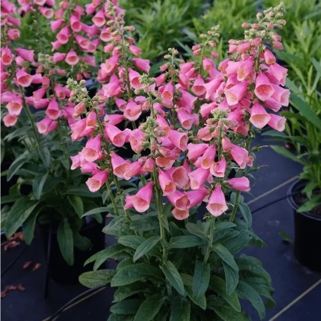 Zone 6 Plants | Perennials & Houseplants | Wild & Son – Page 3