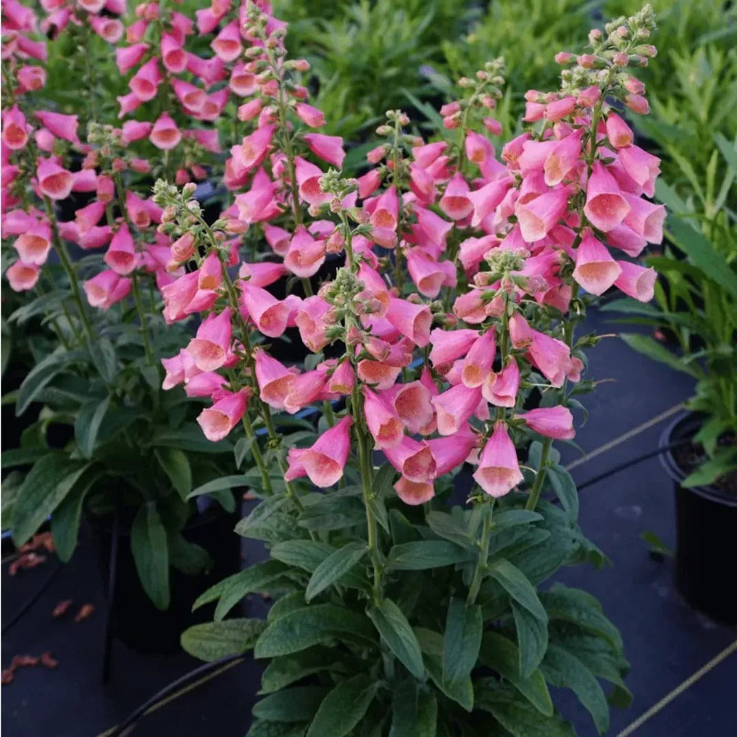 Zone 6 Plants | Perennials & Houseplants | Wild & Son – Page 3