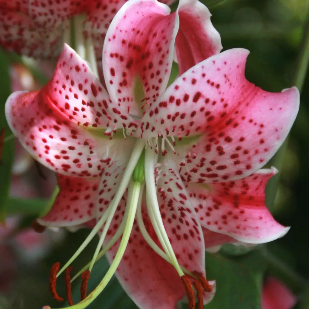 Zone 5 Plants | Perennials, Bulbs & Houseplants | Wild & Son – Page 3