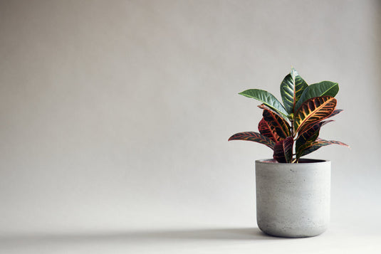 Shop Houseplants | Easy-Care Indoor Plants | Wild & Son – Page 2