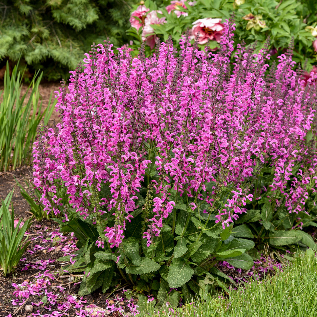 Shop Salvia | Long-Blooming Pollinator Plants | Wild & Son
