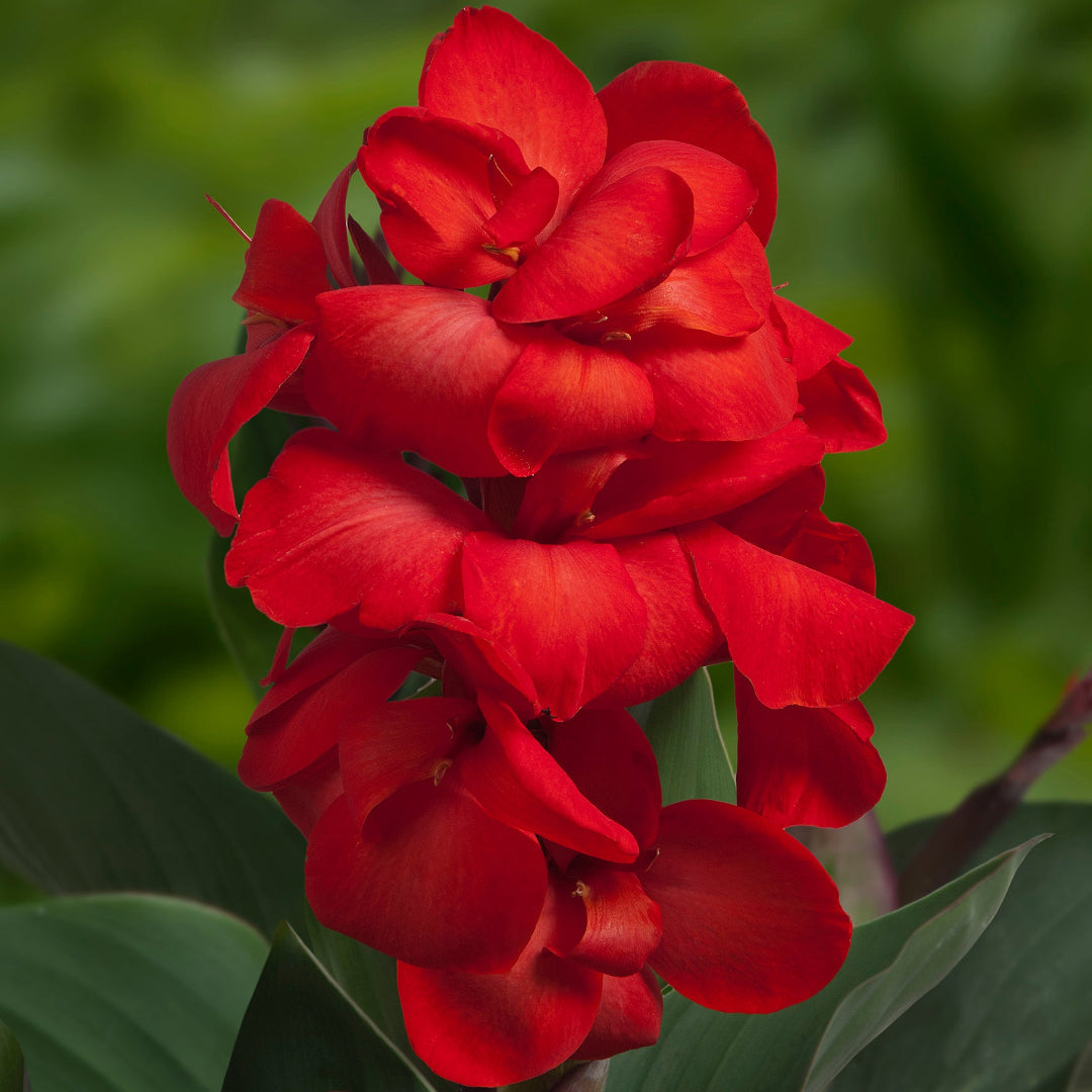 Happy Carmen CannaSol™ Canna – Wild & Son