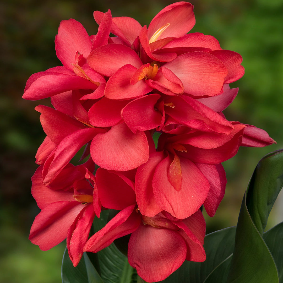 Happy Isabel CannaSol™ Canna – Wild & Son