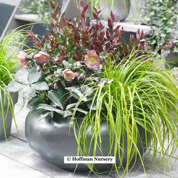 EverColor® Everillo Carex – Wild & Son
