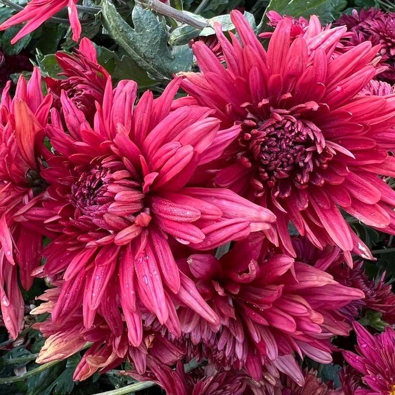 Red Headliner Chrysanthemum – Wild & Son