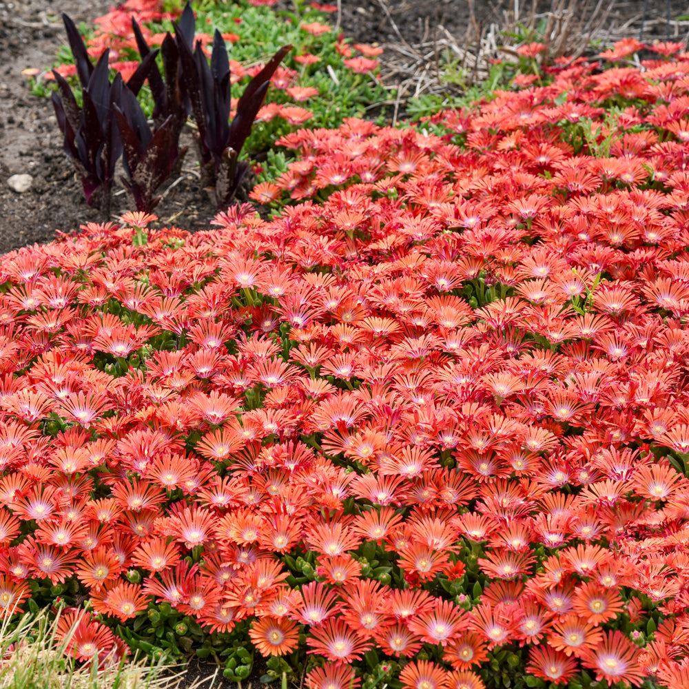 All Available Plants – Wild & Son