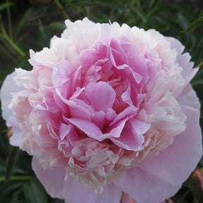 Edulis Superba Peony – Wild & Son