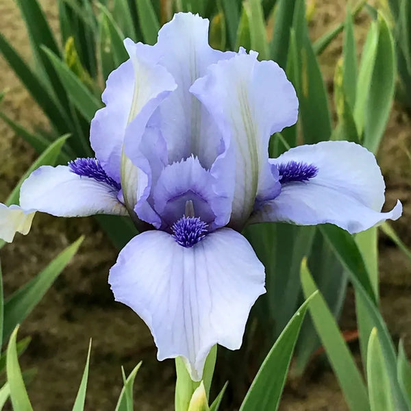 Forever Blue Iris – Wild & Son