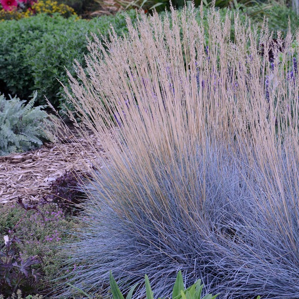 Elijah Blue Fescue Grass – Wild & Son