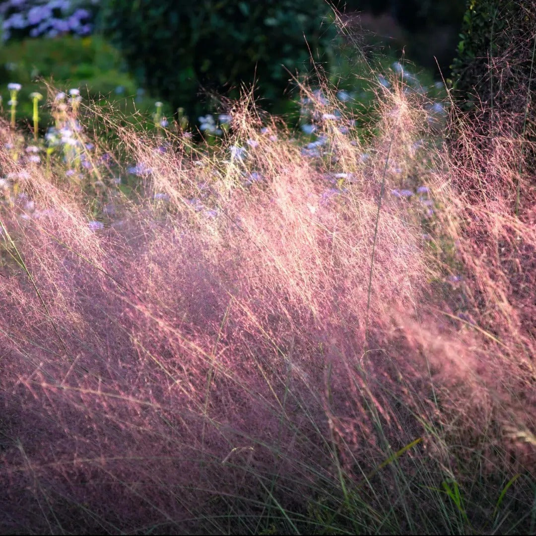 Ruby Muhly Grass – Wild & Son