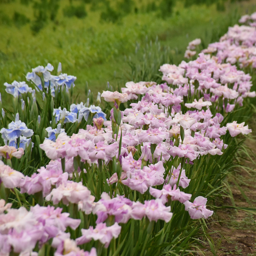 Pinkerton Japanese Iris – Wild & Son