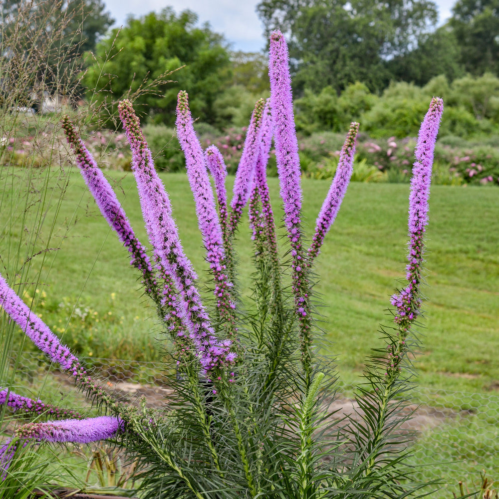 Lavender Glowsticks – Wild & Son