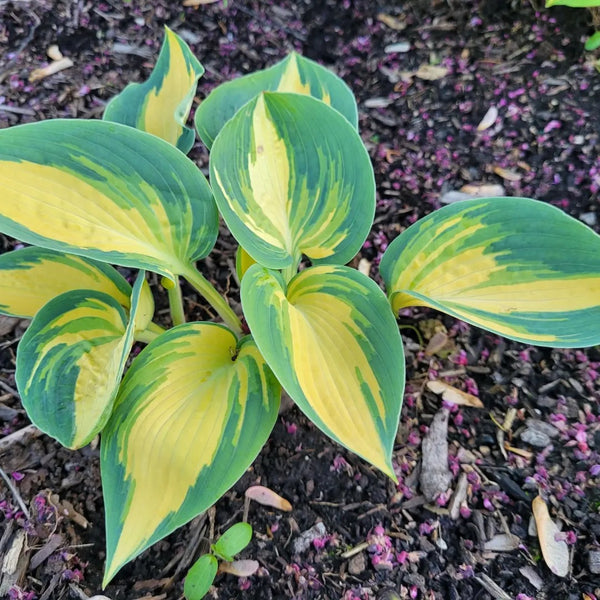 Magic Island Hosta – Wild & Son