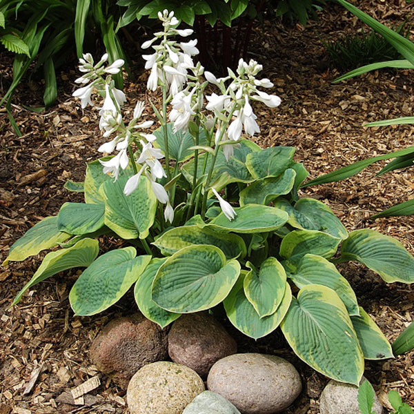 Maple Leaf - Giant Hosta – Wild & Son