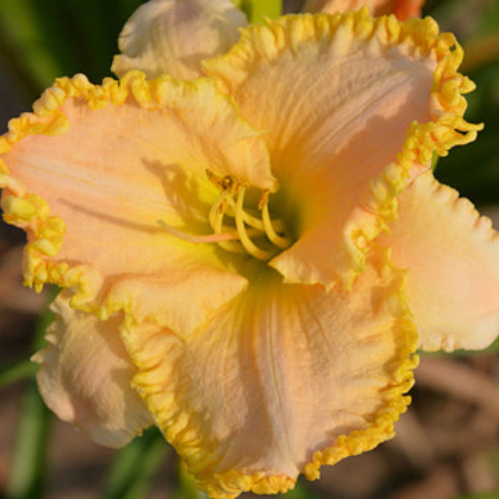 All Available Plants – Wild & Son