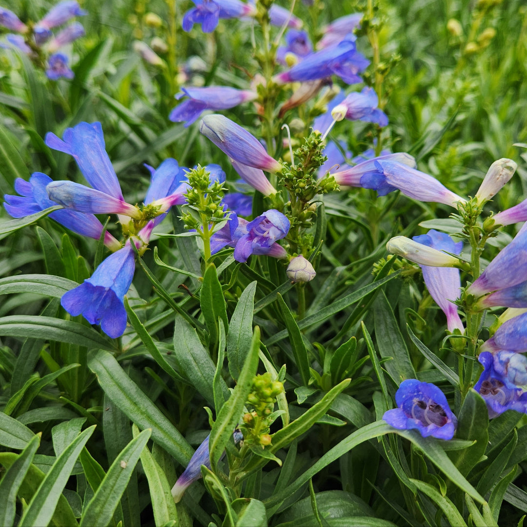 Electric Blue Penstemon – Wild & Son