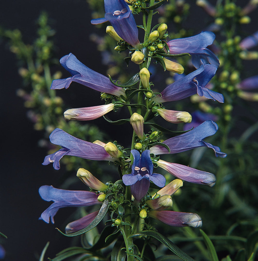 Penstemon – Wild & Son