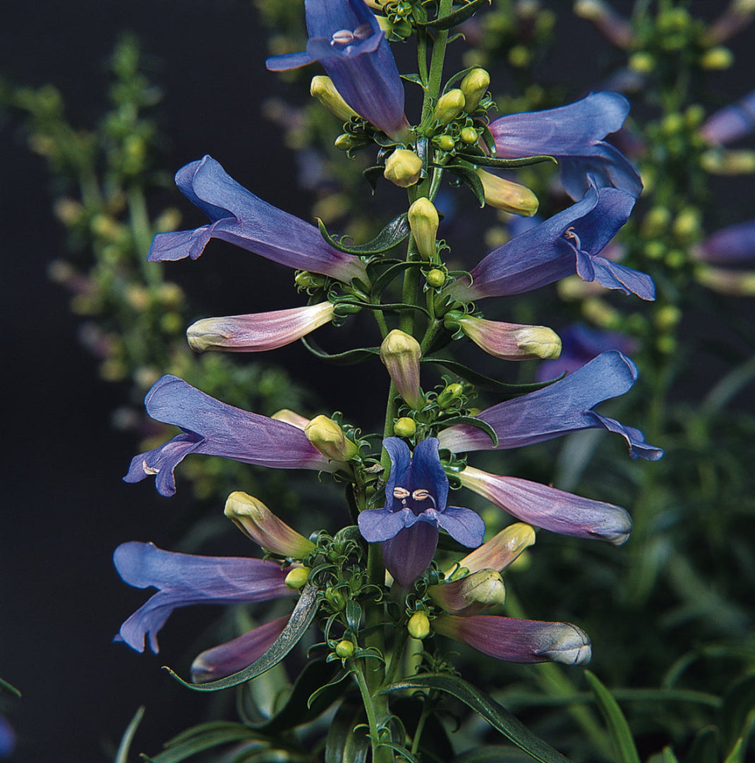 Penstemon – Wild & Son