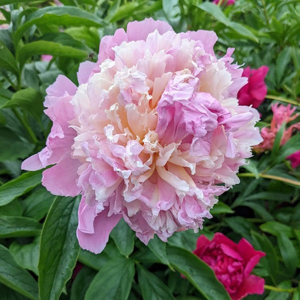 Whopper - 3/5 Eye Peony – Wild & Son