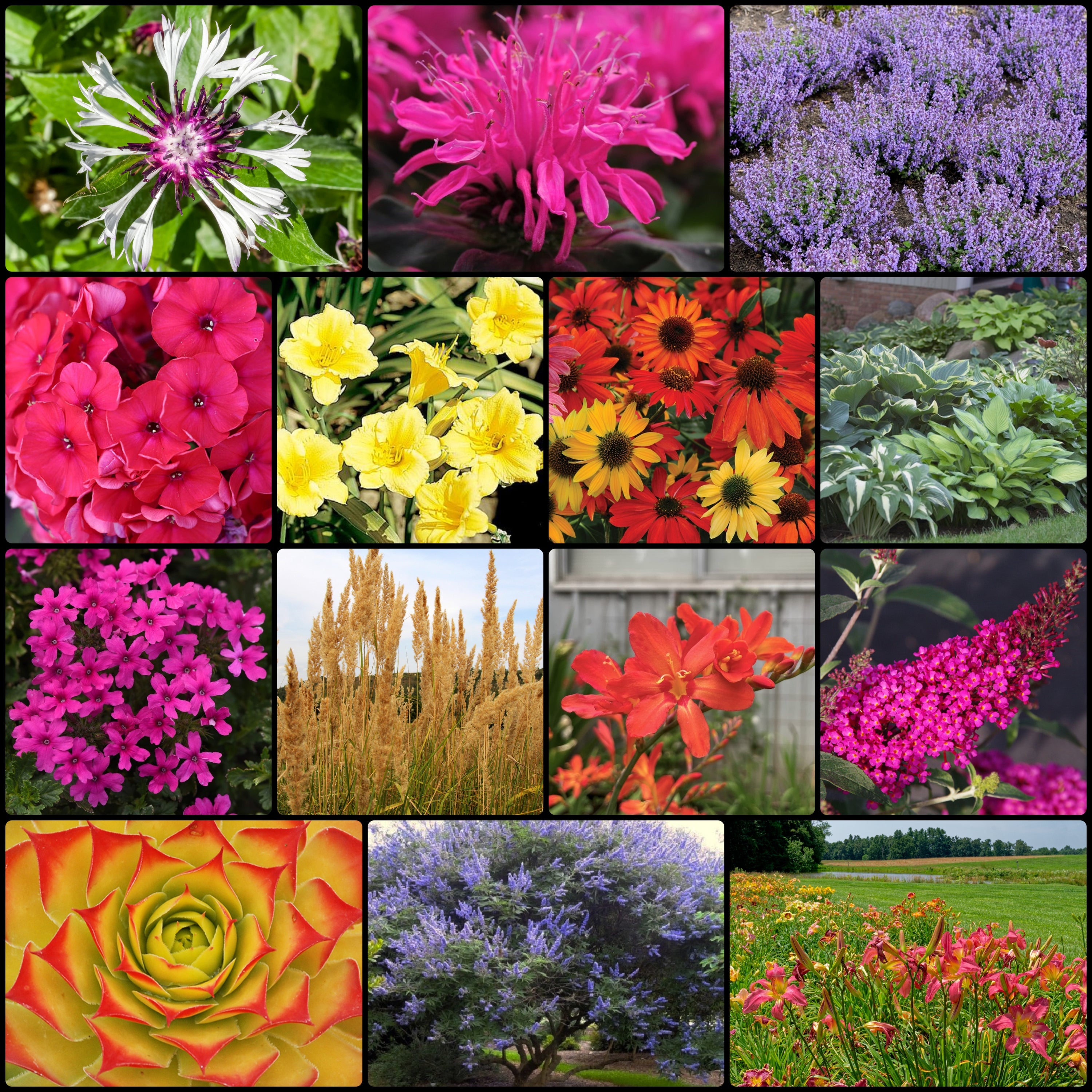 Nepeta – Wild & Son