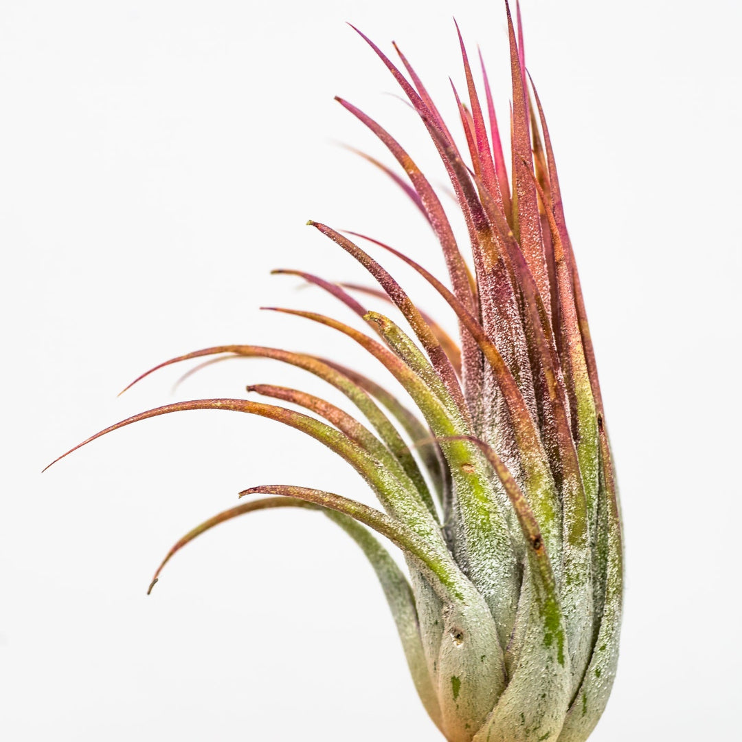 Red Air Plant – Wild & Son