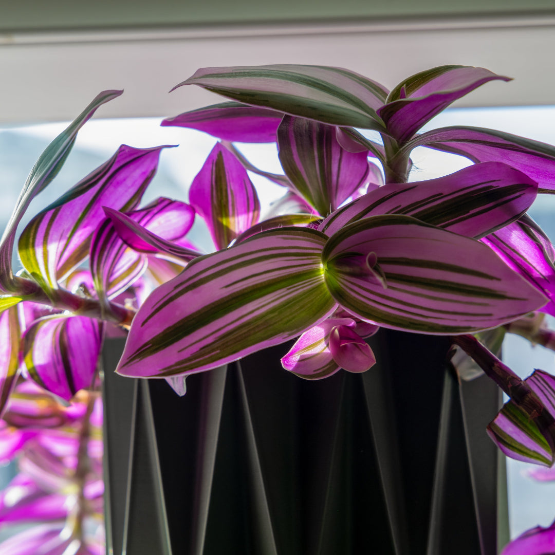 Nanouk Wandering Dude – Wild & Son