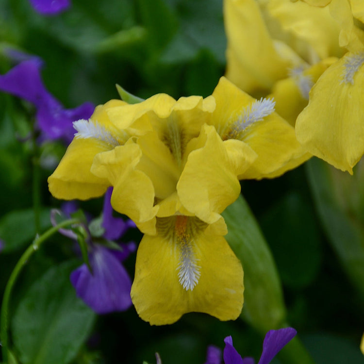Thrice Blessed Iris – Wild & Son
