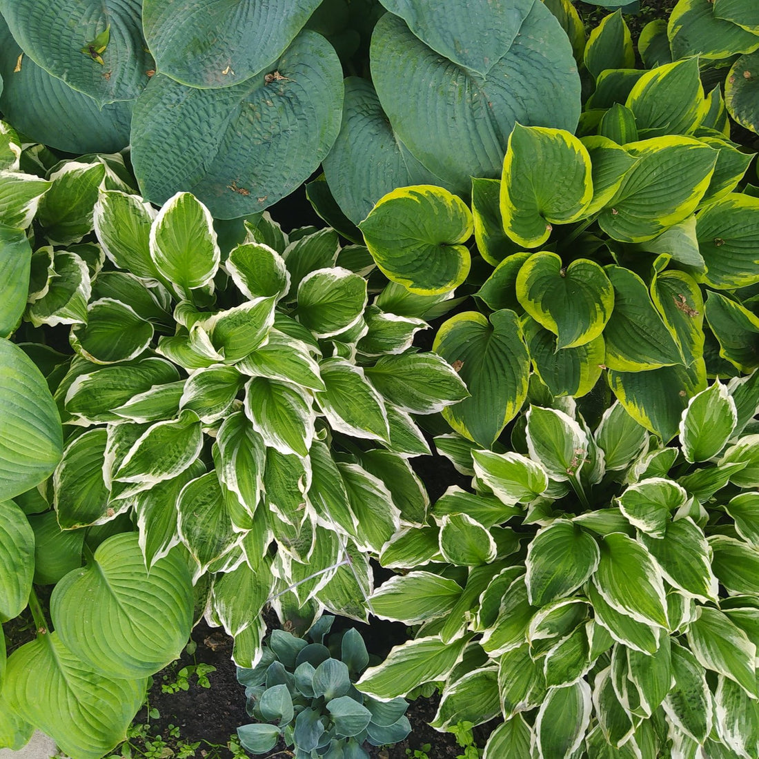 Hosta by the Handful – Wild & Son